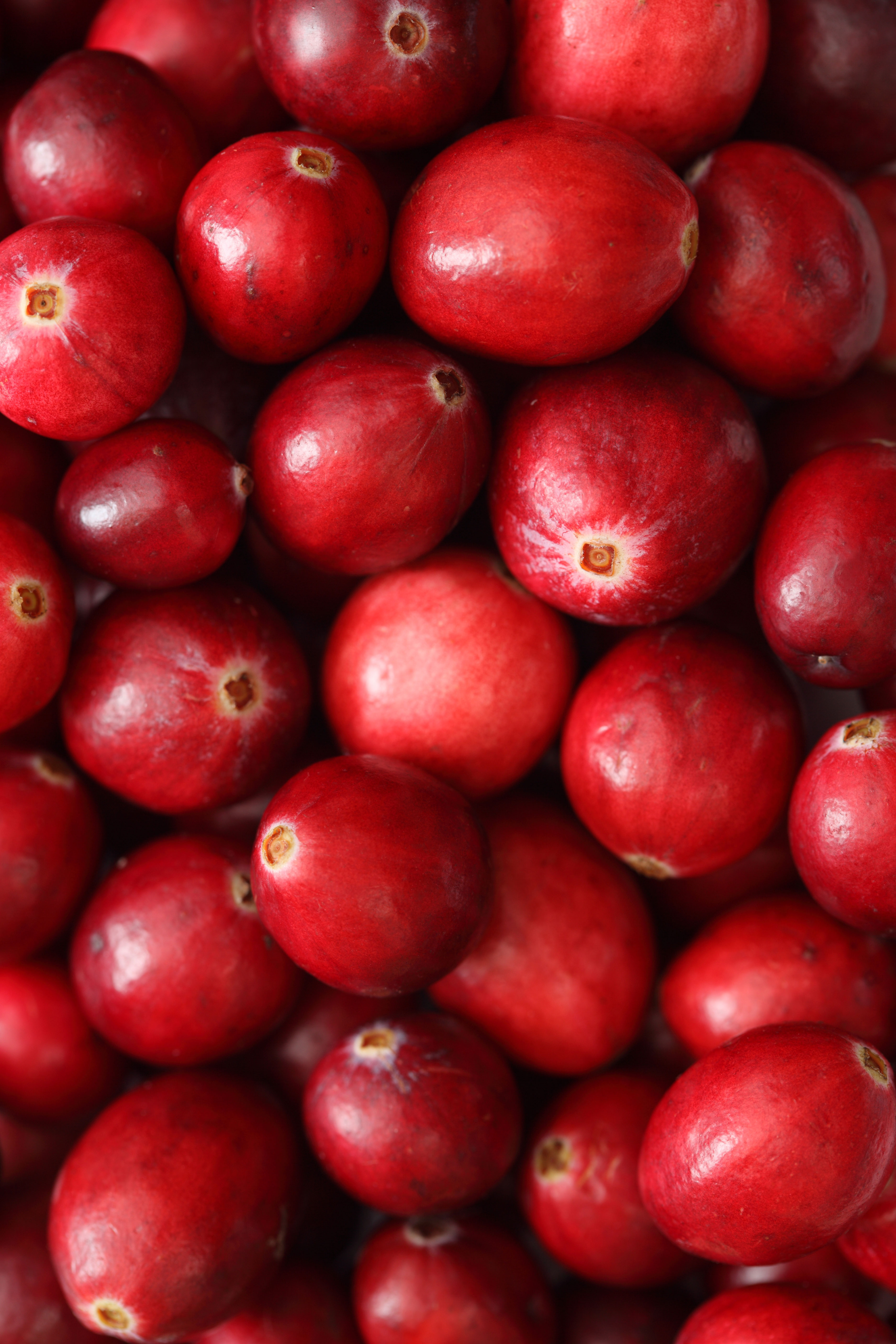 Cranberries | NyPipe
